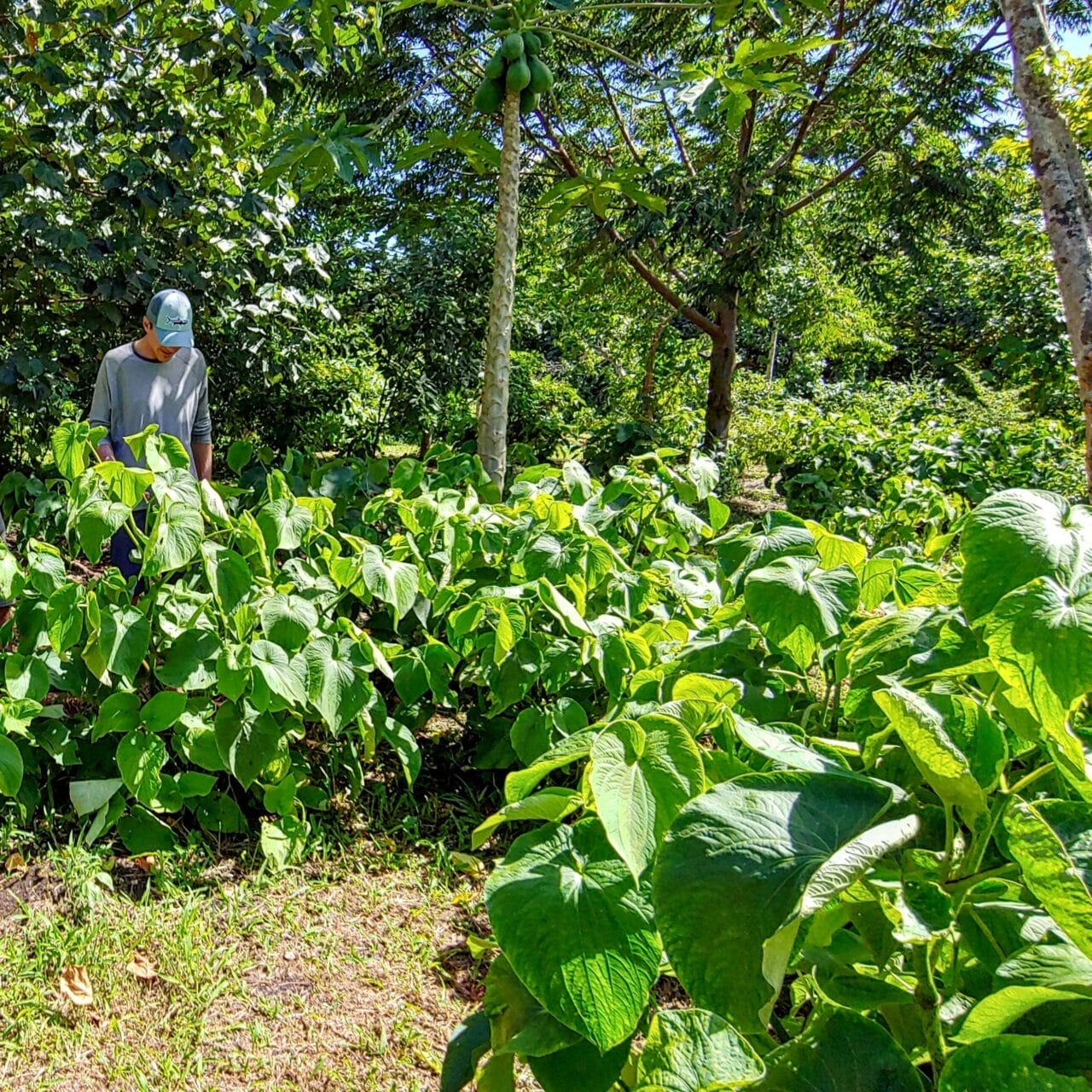 Kava Dosage: What is the best amount of kava to drink? | Kalm with Kava