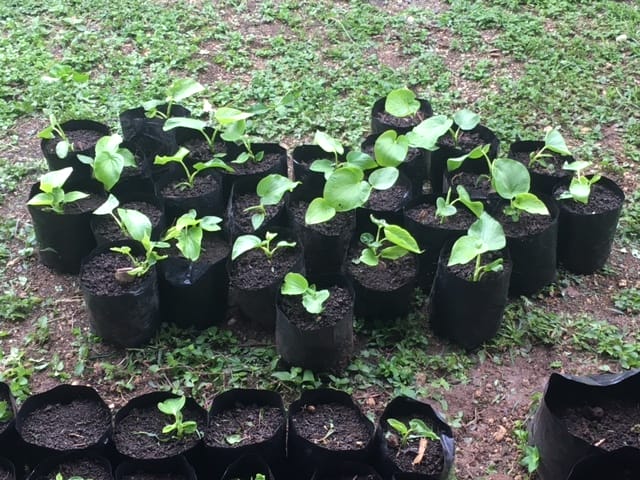 Kava Plant Cultivation and Preparation